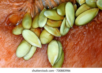 3 Photography Pips Melon Images, Stock Photos & Vectors | Shutterstock