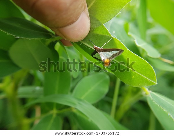 Melon Worm Moth Their Larvae Injure Stock Photo 1703755192 | Shutterstock