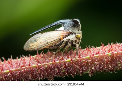 25 Thorn mimic treehopper Images, Stock Photos & Vectors | Shutterstock