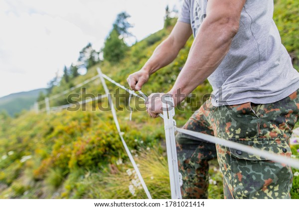 Men Working Cows Cattle Doing Knock Stock Photo (Edit Now) 1781021414