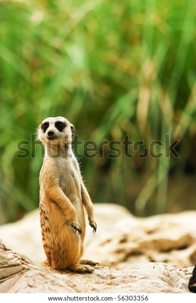 69 Merecat Images, Stock Photos & Vectors | Shutterstock