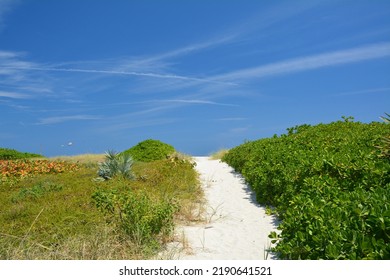 Miami Beach Path Beach Through Dune Stock Photo 2190641521 | Shutterstock
