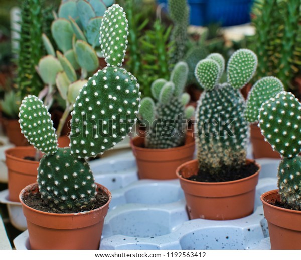 Mickey Mouse Cactus Stock Photo 1192563412 | Shutterstock