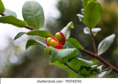 Mickey Mouse Tree Stock Photo 793743742 | Shutterstock