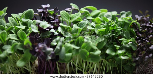 Micro Cress Stock Photo 89643280 | Shutterstock