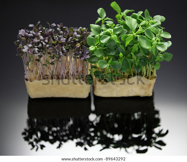 Micro Cress Stock Photo (Edit Now) 89643292