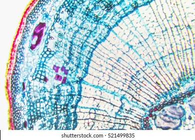 1,258 Skin tissue sample Images, Stock Photos & Vectors | Shutterstock