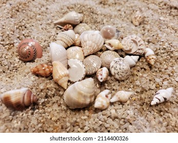 478 Micro seashells Images, Stock Photos & Vectors | Shutterstock