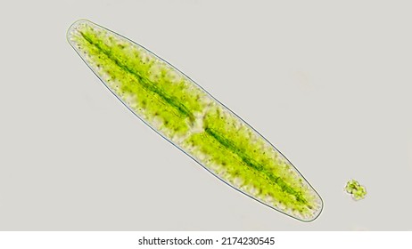 Microalgae Desmid Group Called Netrium Digitus Stock Photo 2174230545 ...
