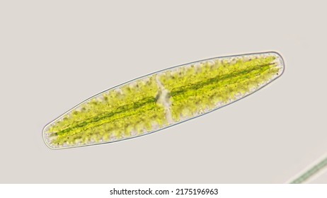 216 Desmid Images, Stock Photos & Vectors | Shutterstock