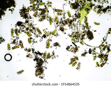 269 Multicellular algae Images, Stock Photos & Vectors | Shutterstock