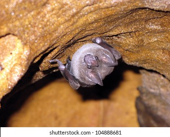 162 Microbat Images, Stock Photos & Vectors | Shutterstock