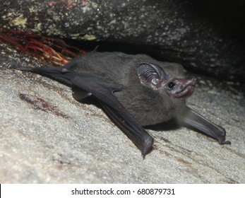 162 Microbat Images, Stock Photos & Vectors | Shutterstock