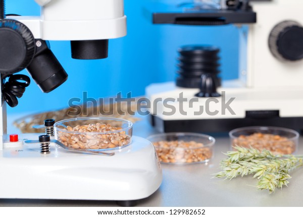 Microbiological Testing Food Quality Stock Photo (Edit Now) 129982652 Microbiological Testing Food Quality Stock Photo (Edit Now) 129982652