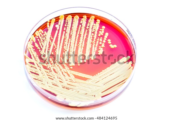 Micrococcus luteus: Gram-positive, to Gram-variable, nonmotile, Coccus ...