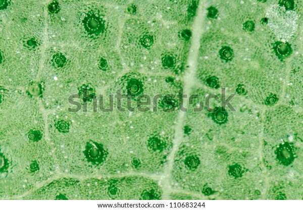 micrografía de hojas verdes con células Foto de stock 110683244 ...