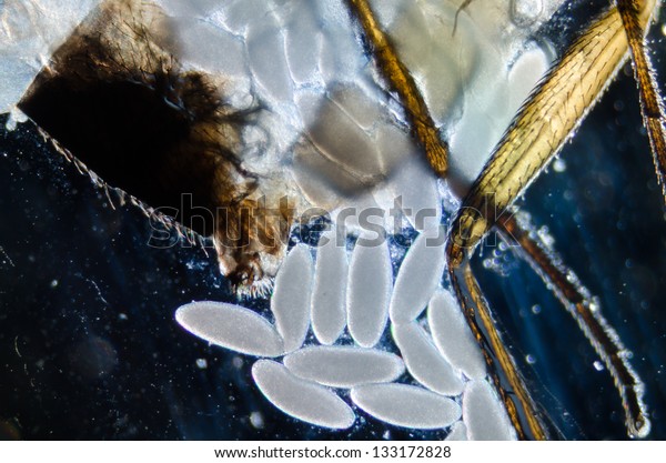 Micrograph Insect Eggs Stock Photo 133172828 | Shutterstock