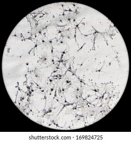 Micrograph Nerve Cell Nervous Physiology Science Stock Photo 169824725 ...