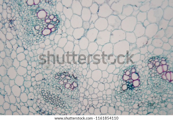 Microscope Photo Section Through Stem Sunflower Stock Photo 1161854110 ...
