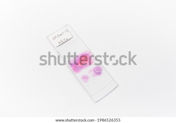 Microscope Slide Coverslide Specimen Isolated Whitebackground Stock ...