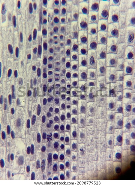 Microscope Slide Mitosis Flower Root Stock Photo 2098779523 | Shutterstock