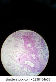 Microscope View Respiratory System Stock Photo 1238484655 | Shutterstock