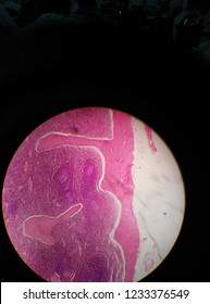 353 Spleen microscope Images, Stock Photos & Vectors | Shutterstock