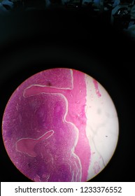 353 Spleen microscope Images, Stock Photos & Vectors | Shutterstock
