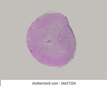 Microscopic Cross Section View Frog Spinal Stock Photo 16617124 ...