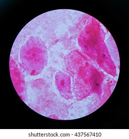 Microscopic Epithelial Cells Stock Photo 437567410 | Shutterstock