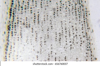 123 Root longitudinal section Images, Stock Photos & Vectors | Shutterstock