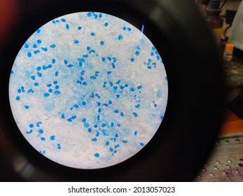 Microscopic Image Human Tissue Blue Stain Stock Photo 2013057023 ...