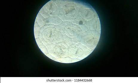 Stomata Images, Stock Photos & Vectors | Shutterstock
