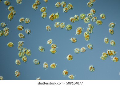 Microscopic Organism Euglenids Phacus Pleuronectes Focus Stock Photo ...