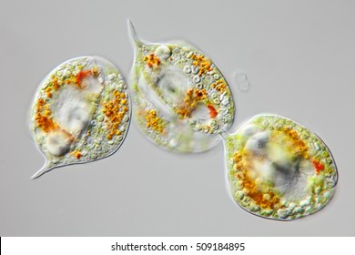 Microscopic Organism Euglenids Phacus Pleuronectes Focus Stock Photo ...