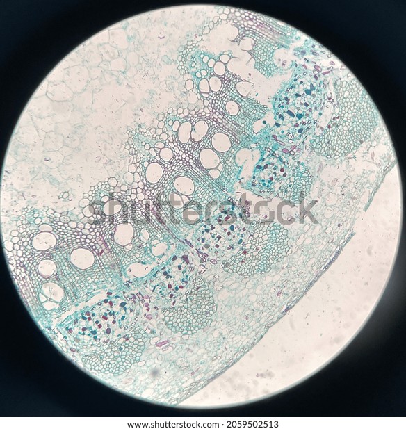 Microscopic Photo Pine Stem Structure Stock Photo 2059502513 | Shutterstock