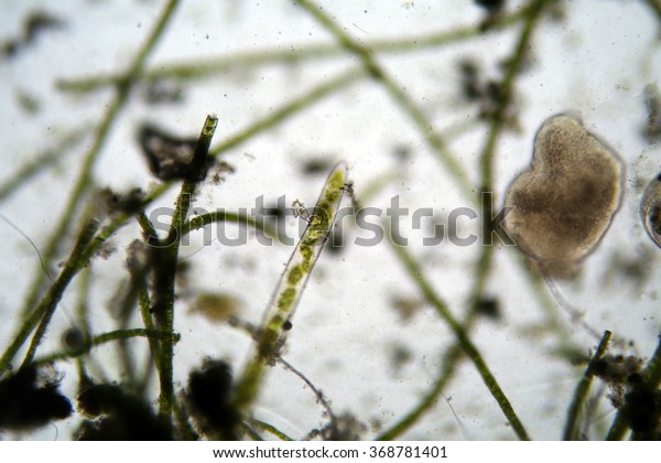 Microscopic Single Cell Animals Found Fresh Stock Photo (Edit Now ...