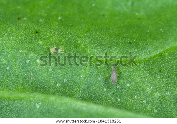 Microscopic Spider Mite Springtail On Underside Stock Photo 1841318251 ...