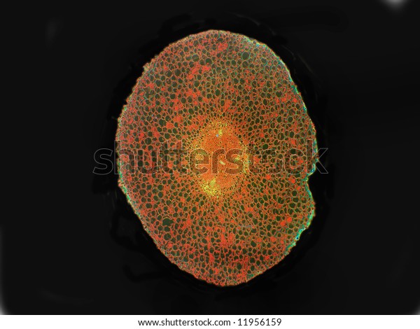 Microscopic View Cross Section Young Root Stock Photo (Edit Now) 11956159