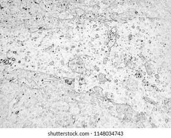 Microscopic View Curd Seen Microscope Lactobacillus Stock Photo (Edit ...