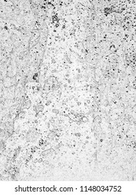 Microscopic View Curd Seen Microscope Lactobacillus Stock Photo ...