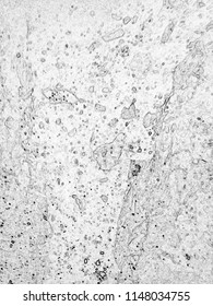 Microscopic View Curd Seen Microscope Lactobacillus Stock Photo (Edit ...