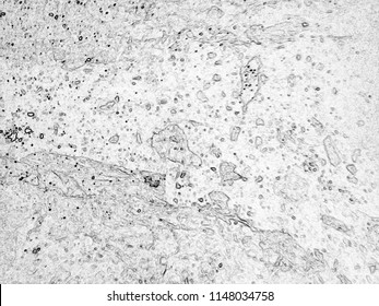 Microscopic View Curd Seen Microscope Lactobacillus Stock Photo (Edit ...