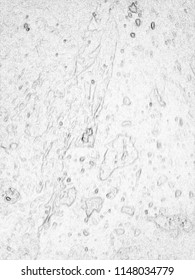 Microscopic View Curd Seen Microscope Lactobacillus Stock Photo (Edit ...