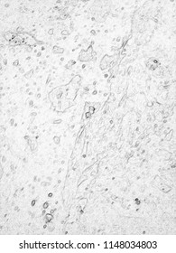 Microscopic View Curd Seen Microscope Lactobacillus Stock Photo (Edit ...