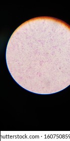 Microscopic View Gram Negative Bacilli Stock Photo (Edit Now) 1607508598