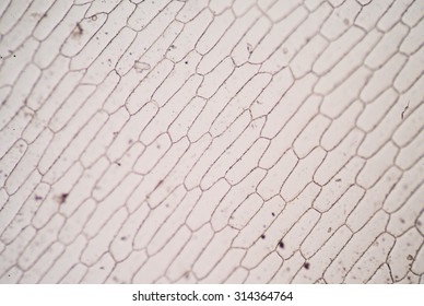 Microscopic View Leaf Surface Showing Plant Stock Photo 314364764 ...