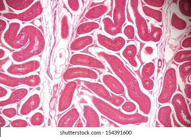 Microscopic View Testis Stock Photo 154391600 | Shutterstock