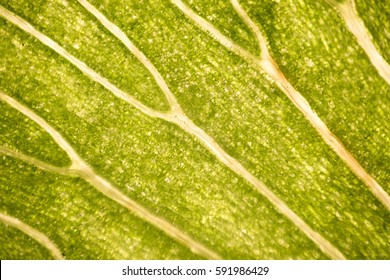 Microscopic World Red Starfish Under Microscope Stock Photo 591986432 ...