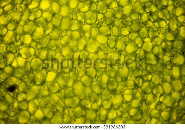 Microscopic World Leaf Cells Under Microscope Stock Photo (Edit Now ...